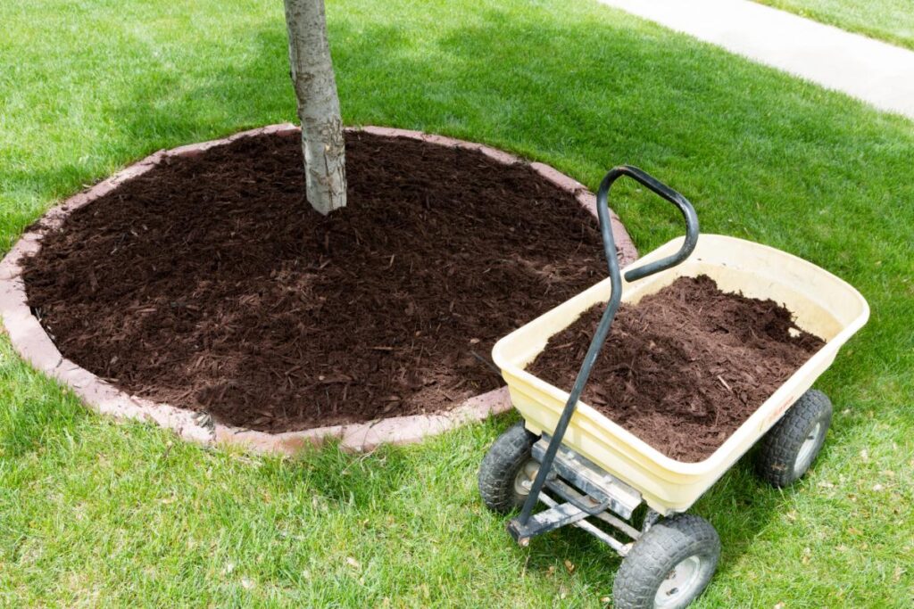 10 Unique Alternatives to Traditional Mulch for Your Garden - The ...