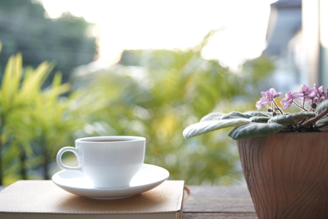 African Violets Light Requirements Guide - The Practical Planter