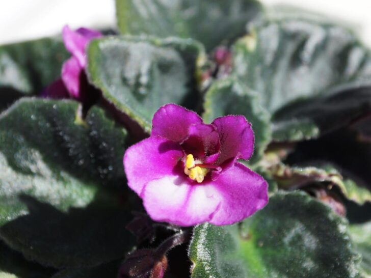 African Violets Light Requirements Guide - The Practical Planter