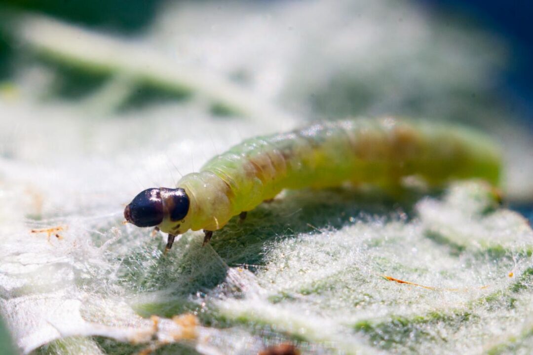 Budworms Eating Your Petunias? Fight Back With These 5 Surefire Methods ...