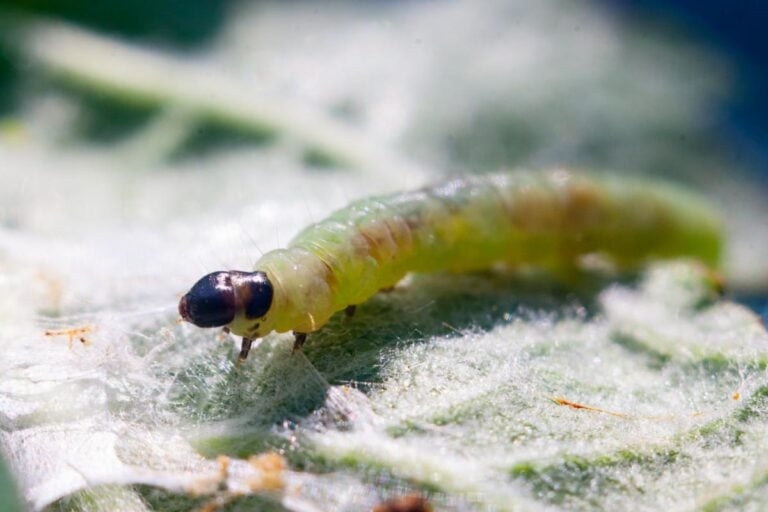 Budworms Eating Your Petunias? Fight Back With These 5 Surefire Methods ...