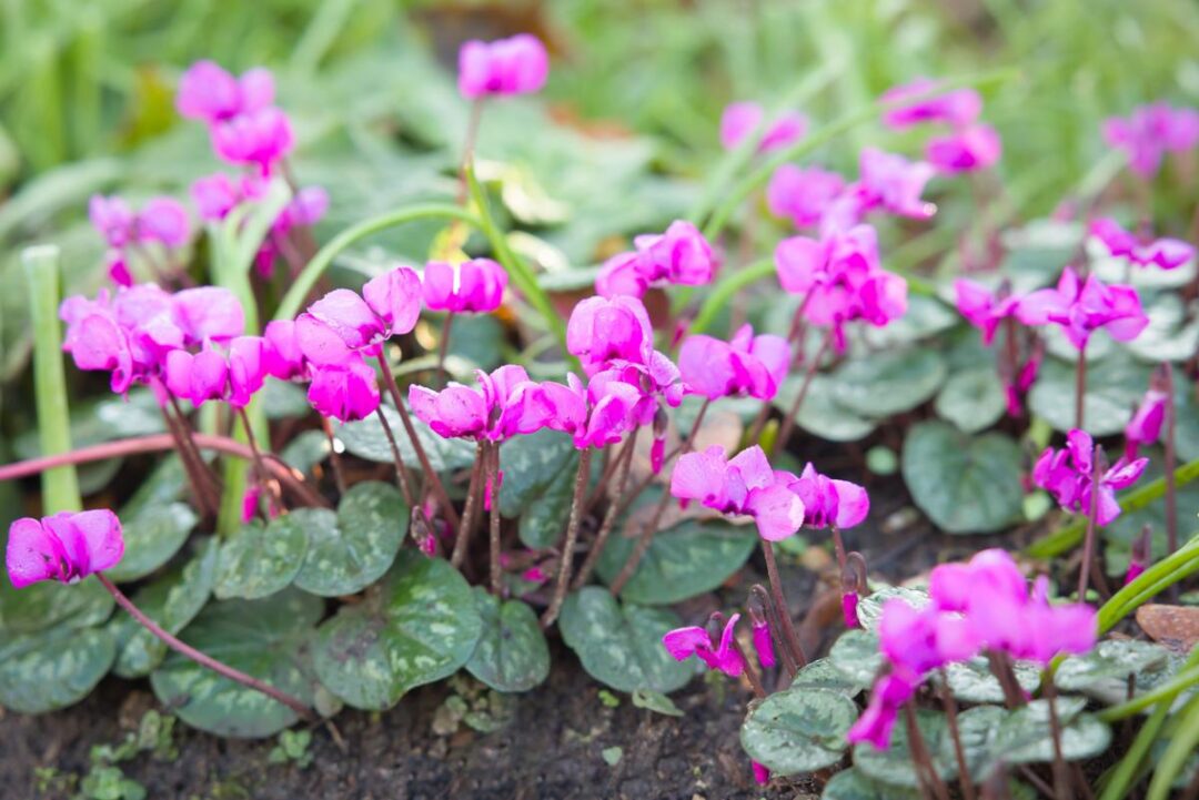 Cyclamen Care Guide: Simple Steps to Keep Your Plant Thriving - The ...