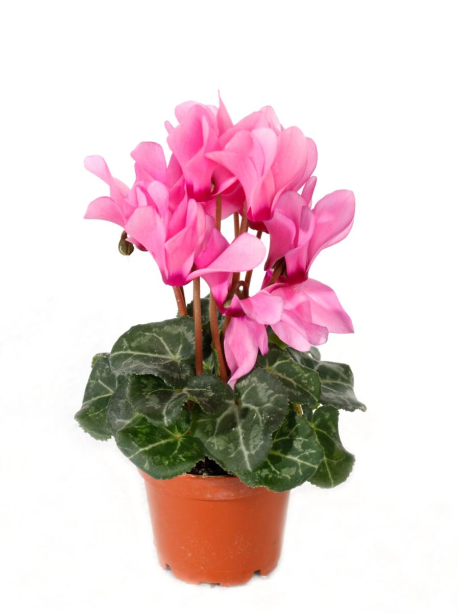 Cyclamen Care Guide: Simple Steps to Keep Your Plant Thriving - The ...