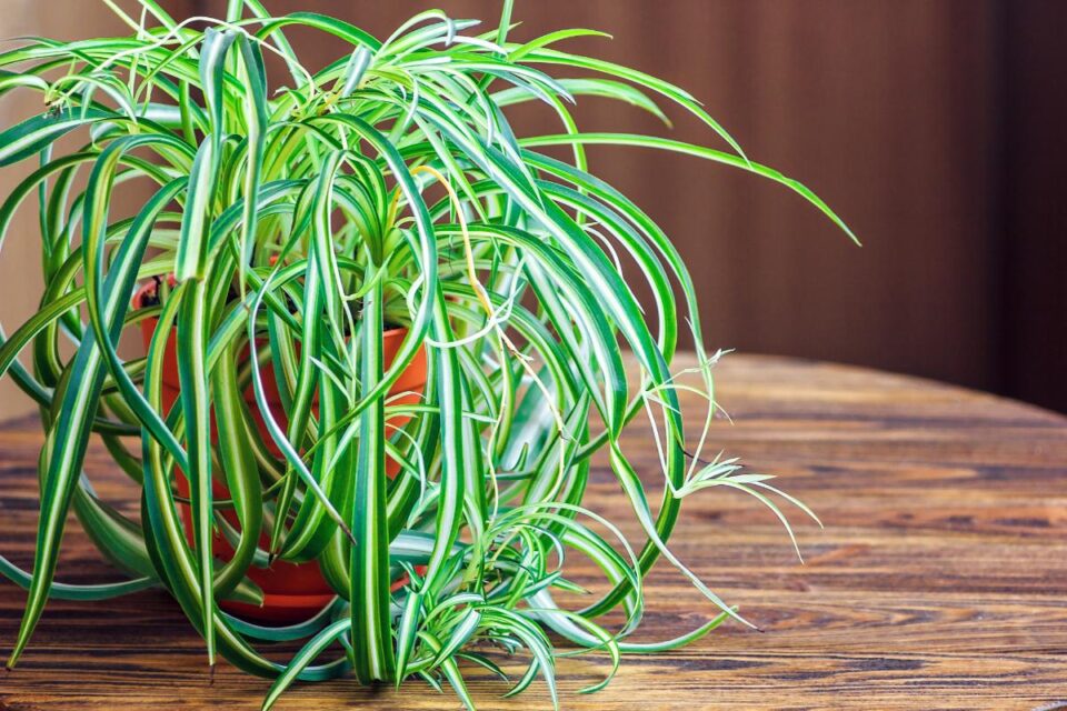 The Secret to a Thriving Spider Plant? Trim Those Roots! - The ...