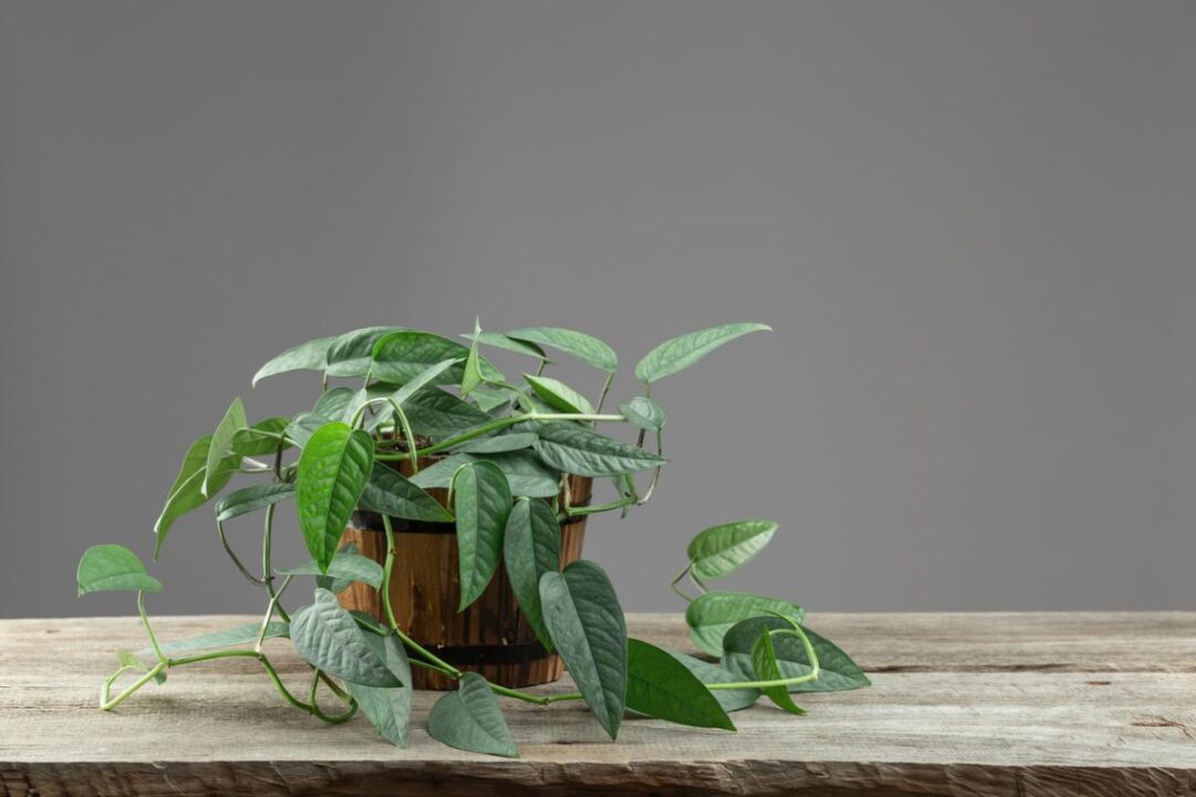 From Neon to Harlequin: 12 Mesmerizing Pothos Varieties You'll Want to ...