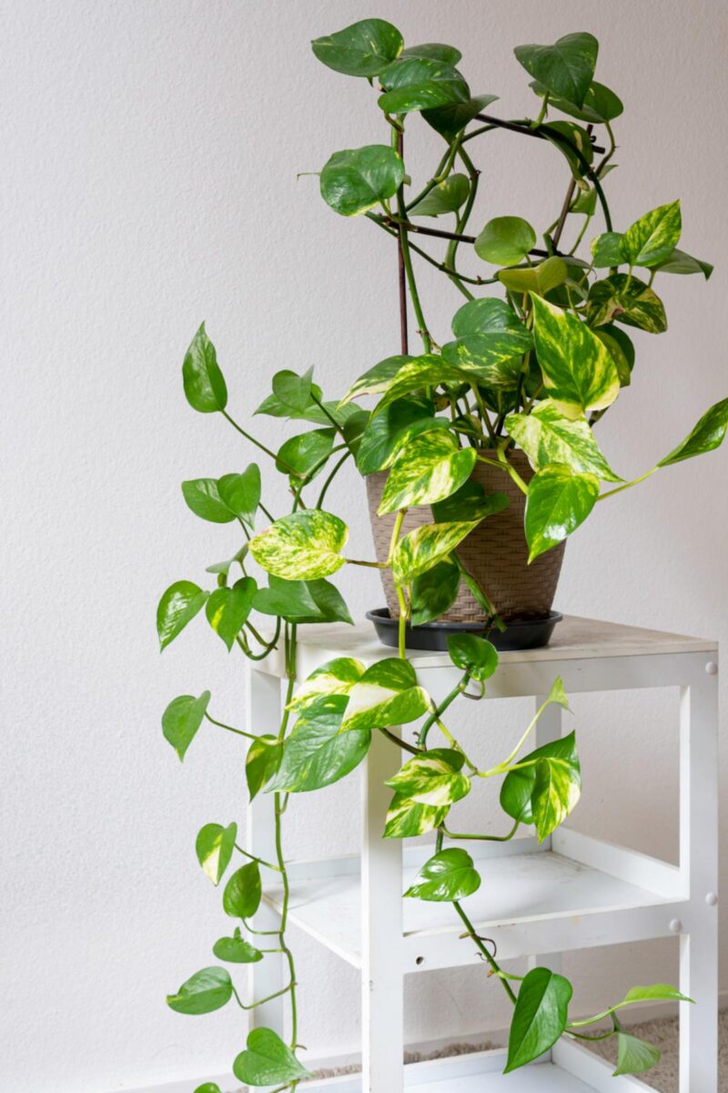 From Neon to Harlequin: 12 Mesmerizing Pothos Varieties You'll Want to ...