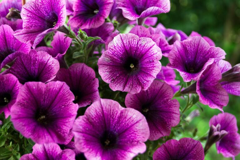 How Big Do Petunias Grow? (Plus Tips to Make Them Bigger) - The ...