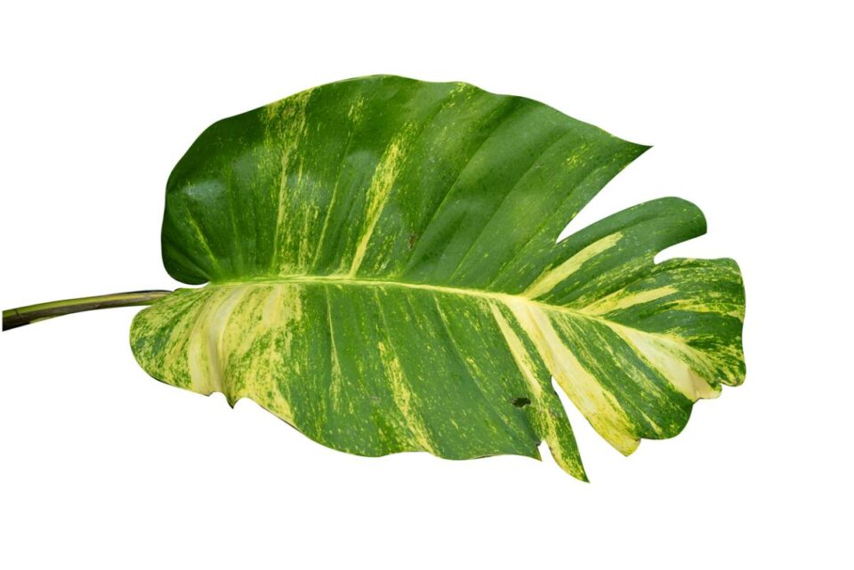 From Neon to Harlequin: 12 Mesmerizing Pothos Varieties You'll Want to ...