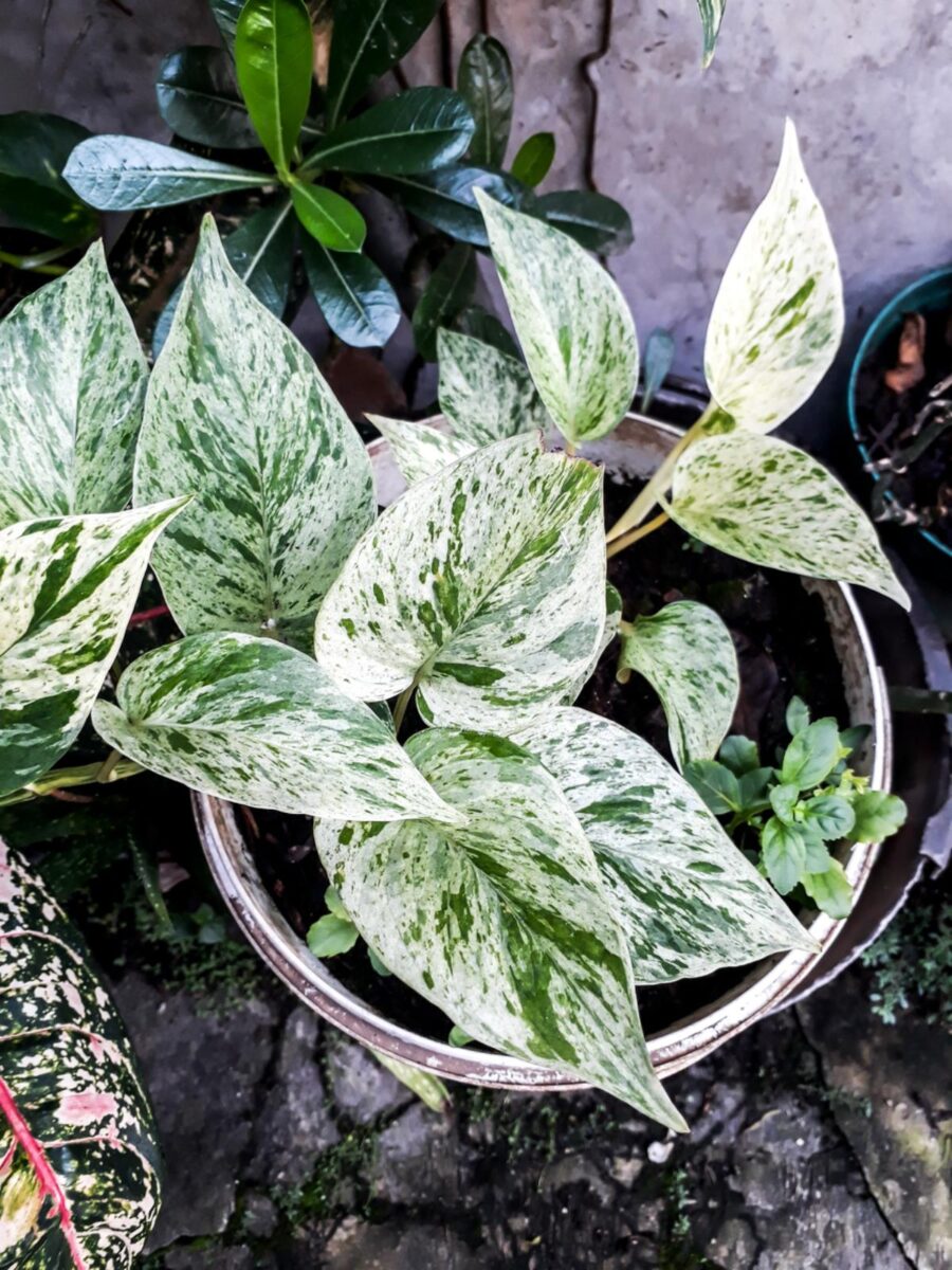From Neon to Harlequin: 12 Mesmerizing Pothos Varieties You'll Want to ...