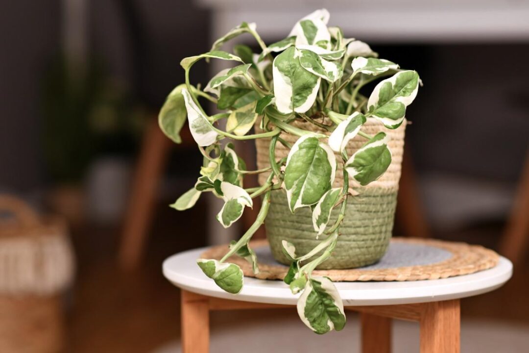 From Neon to Harlequin: 12 Mesmerizing Pothos Varieties You'll Want to ...