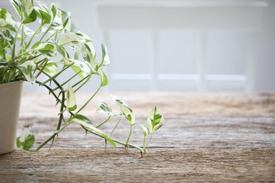 From Neon to Harlequin: 12 Mesmerizing Pothos Varieties You'll Want to ...
