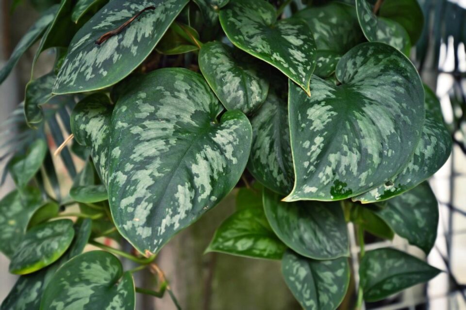 From Neon to Harlequin: 12 Mesmerizing Pothos Varieties You'll Want to ...