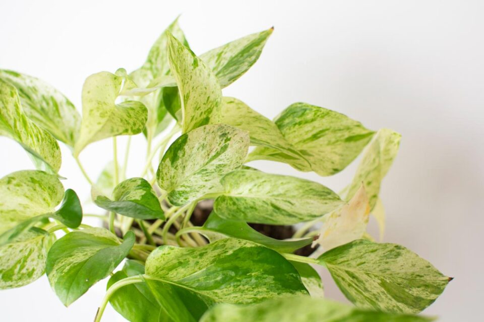 From Neon to Harlequin: 12 Mesmerizing Pothos Varieties You'll Want to ...