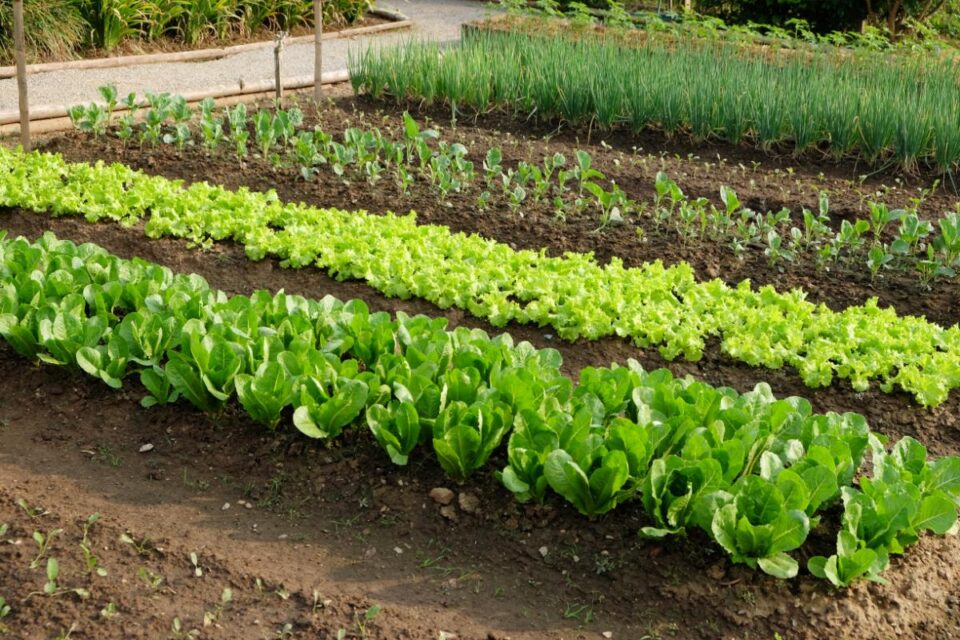 Taste the Difference: Grow Your Own Salad Garden for Flavor, Fun, and ...