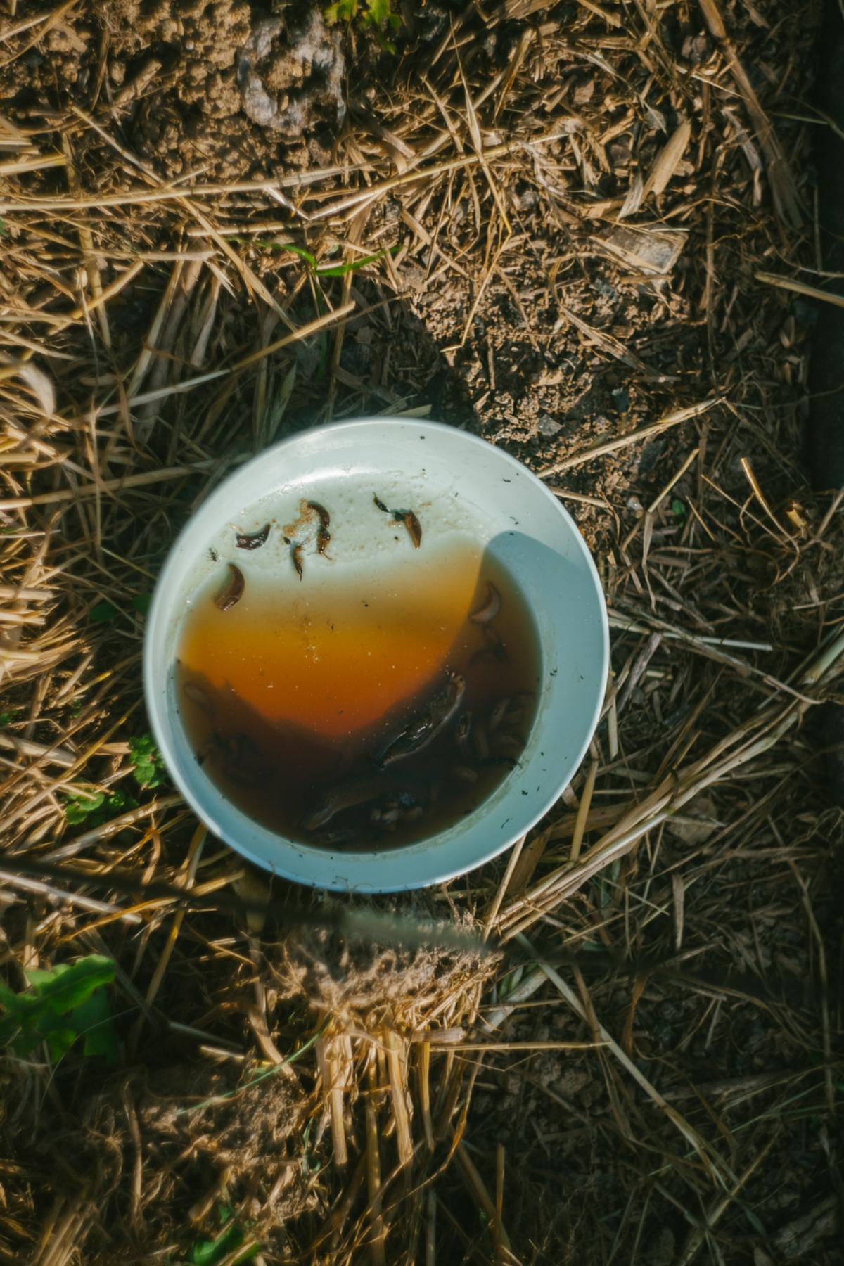 Natural Techniques to Outsmart Garden Pests - The Practical Planter